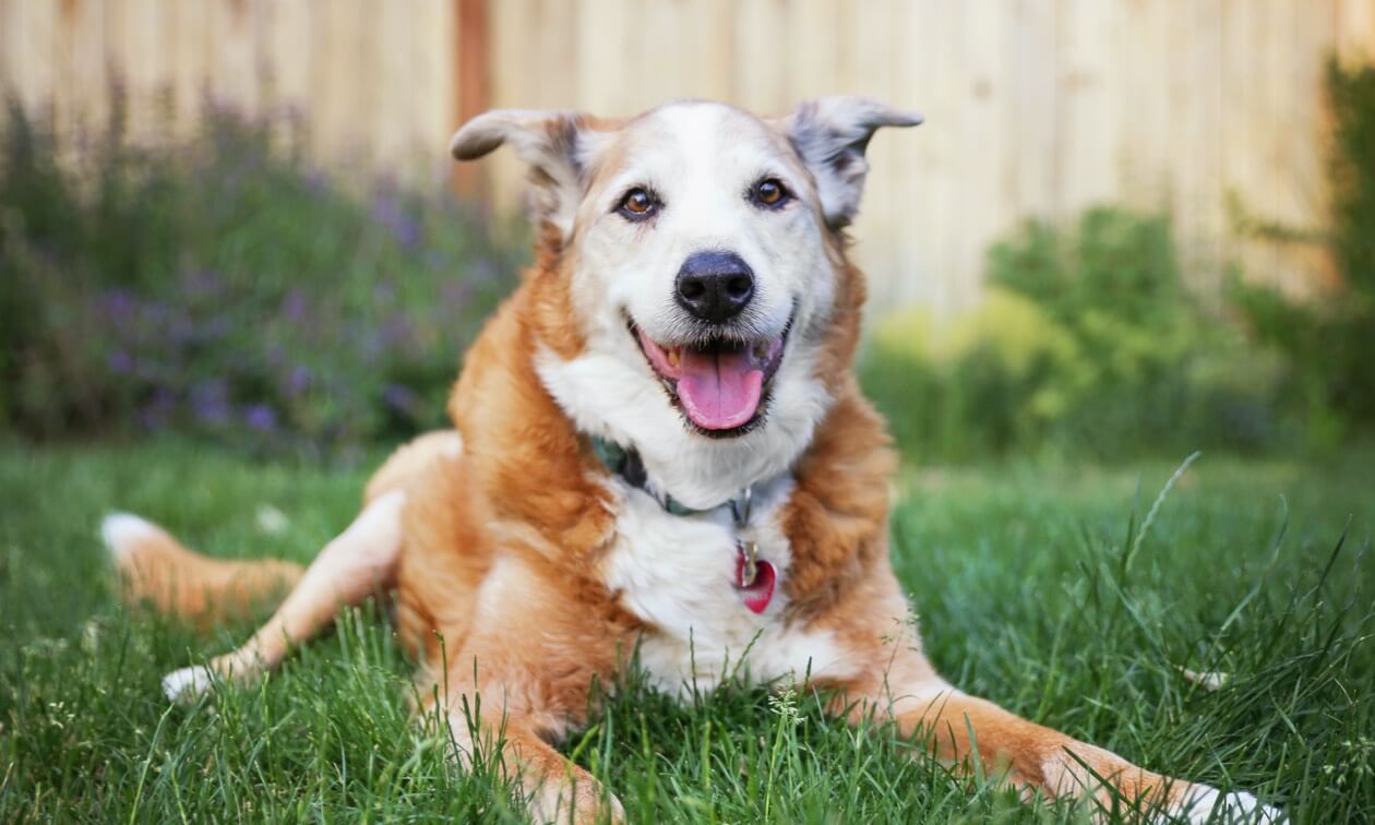 Caring for a Senior Dog | Zoetis Petcare