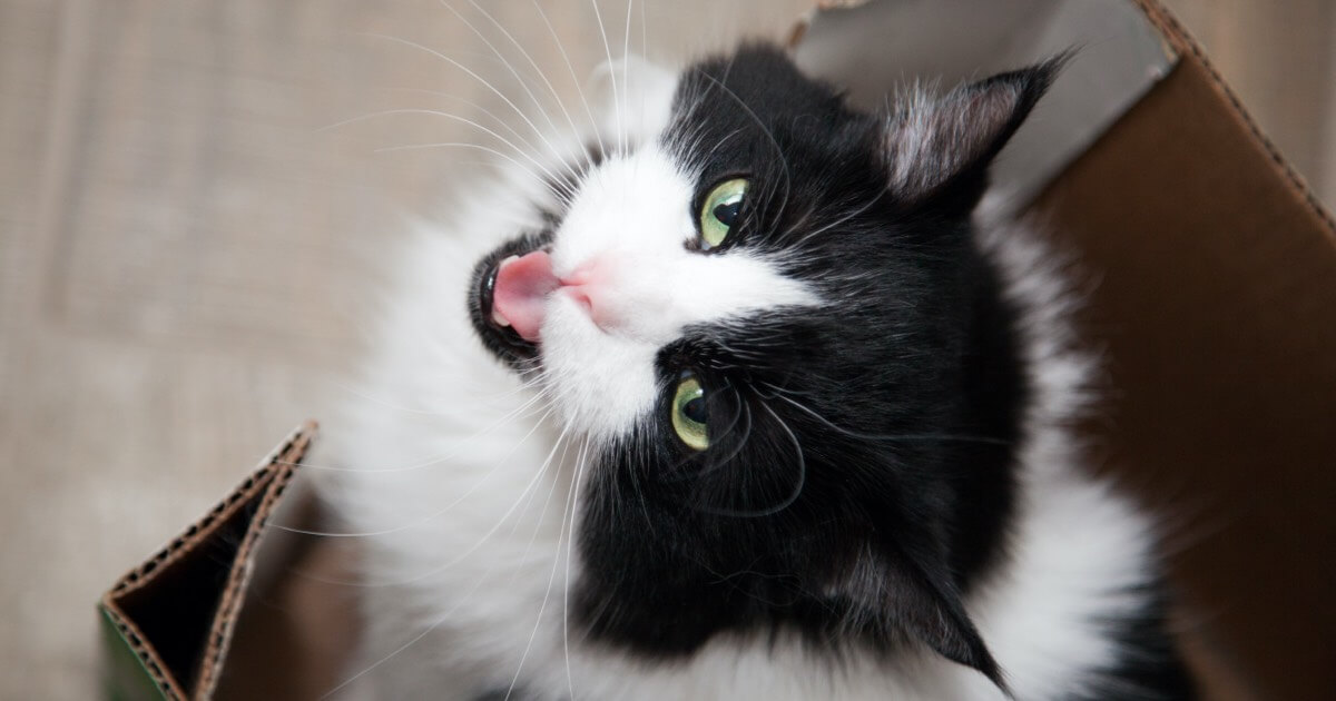 Cat Sounds, Explained | Zoetis Petcare