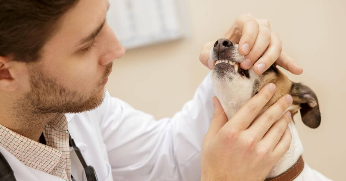 What to Expect During Your Pet’s Dental Procedure | Zoetis Petcare