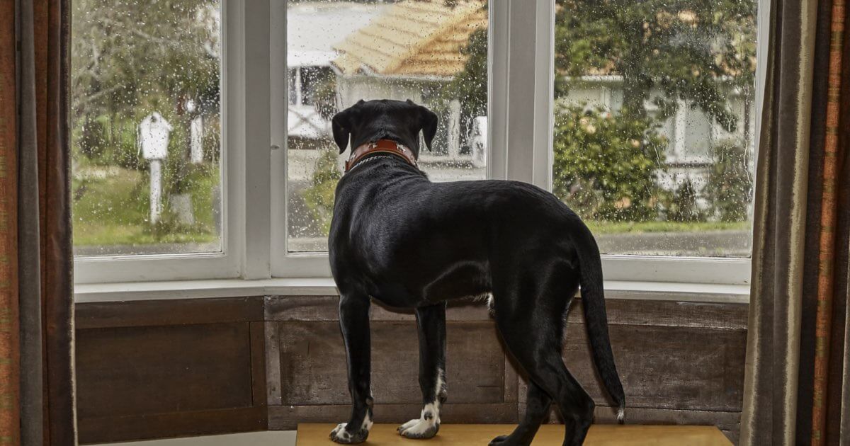 How to Help a Dog with Separation Anxiety | Zoetis Petcare