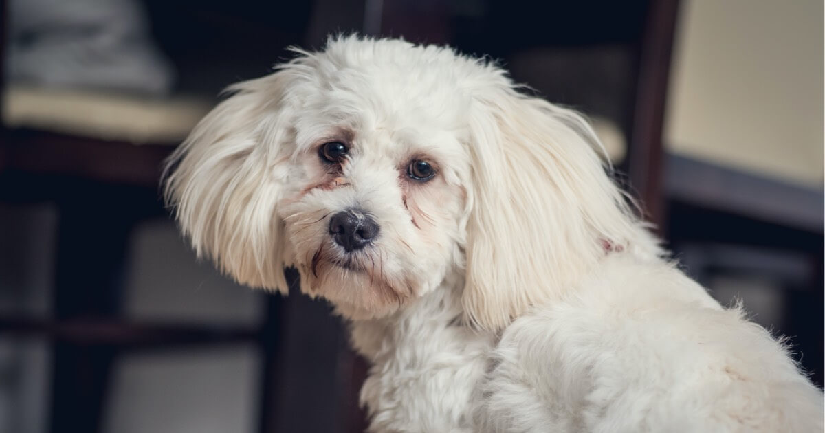Understanding and Cleaning Dog Tear Stains | Zoetis Petcare