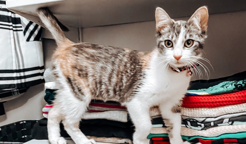 Pet Ownership | Zoetis Petcare