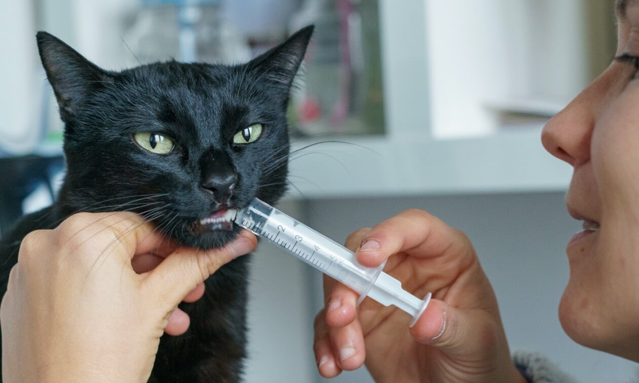 How To Give Cats Liquid Medication Zoetis Petcare How To Give Cats Liquid Medication Zoetis Petcare