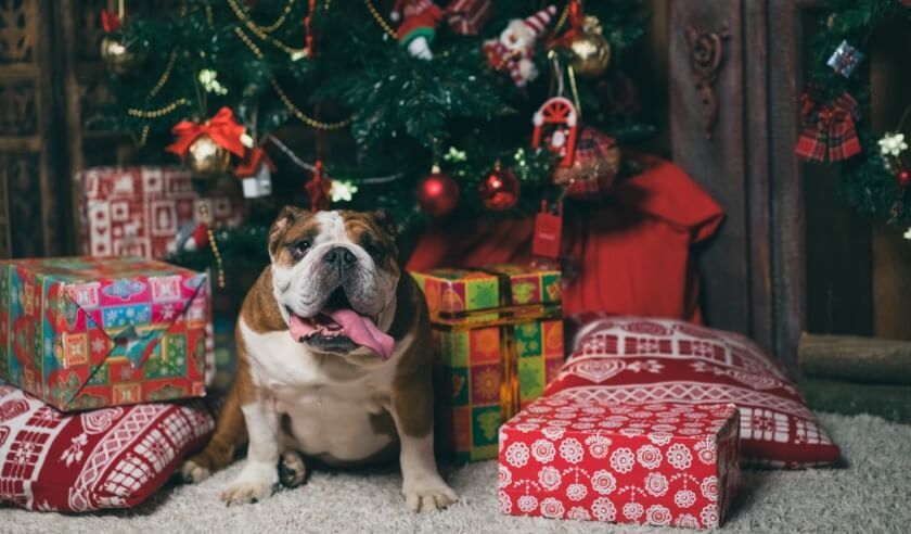 A Guide to the Holidays with You Pet | Zoetis Petcare