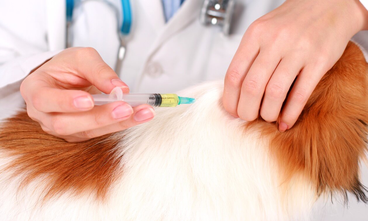 The Benefits of Injectables for Your Pet | Zoetis Petcare