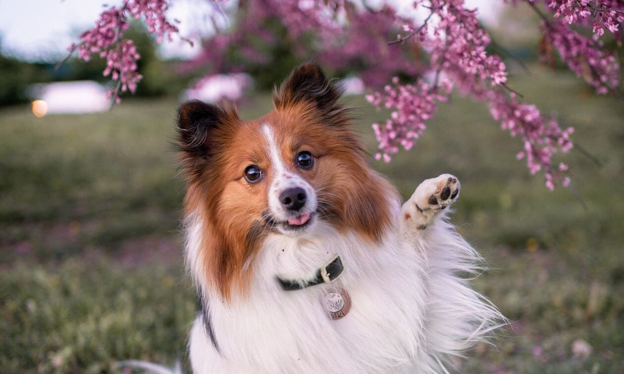 Spring Activities with Pets | Zoetis Petcare
