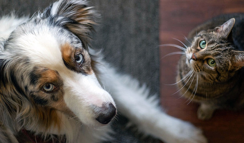 Behavior & Training | Zoetis Petcare