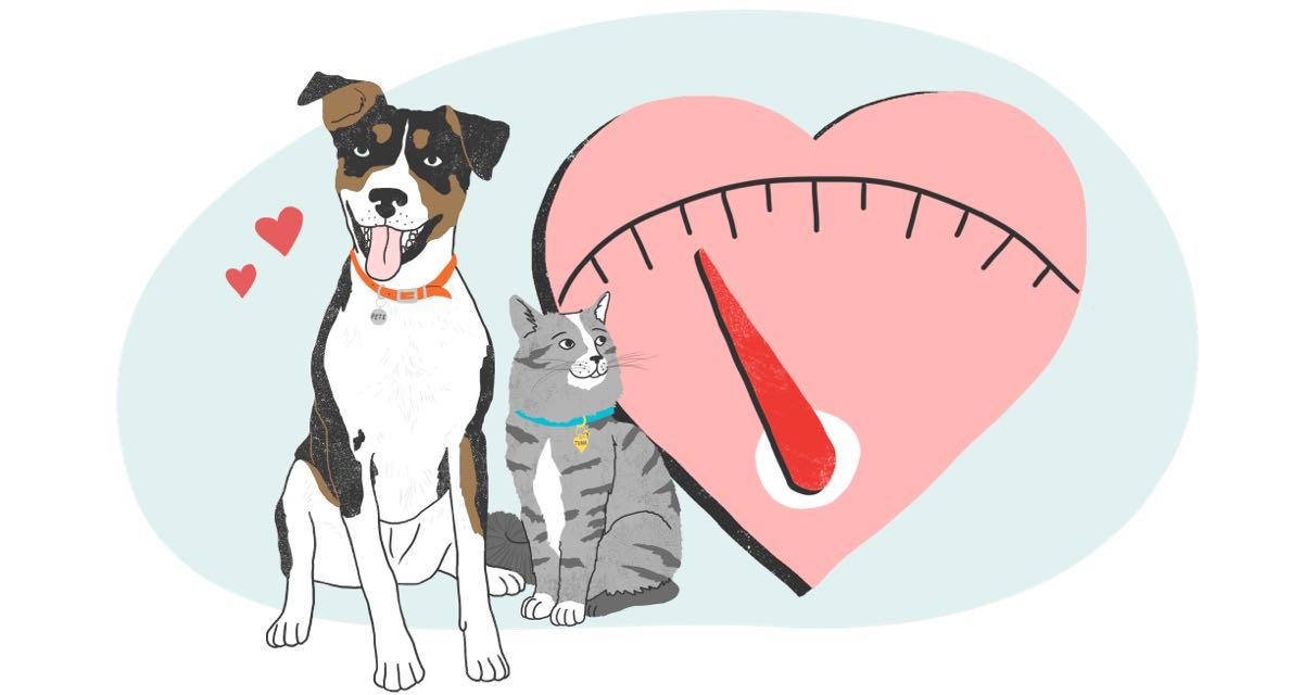 Healthy Aging With the Support of Pets | Zoetis Petcare