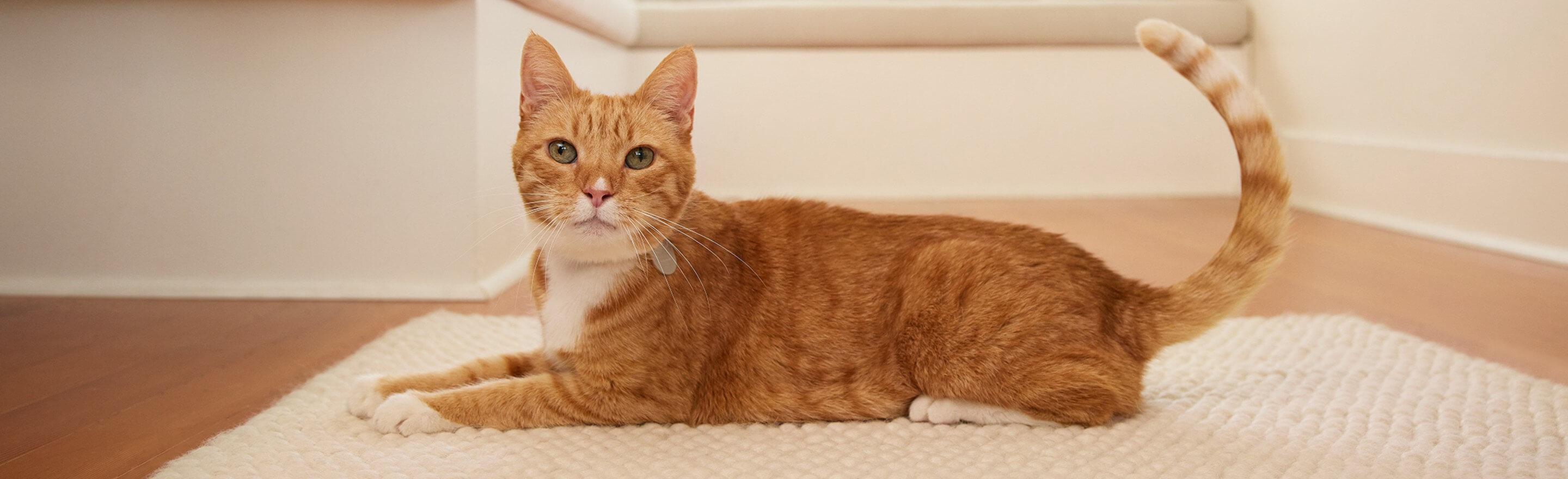 Solensia | Zoetis Petcare