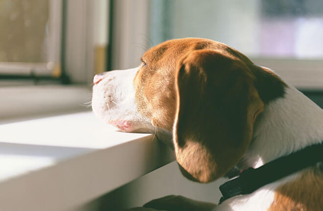 How to Help a Grieving Dog or Cat | Zoetis Petcare