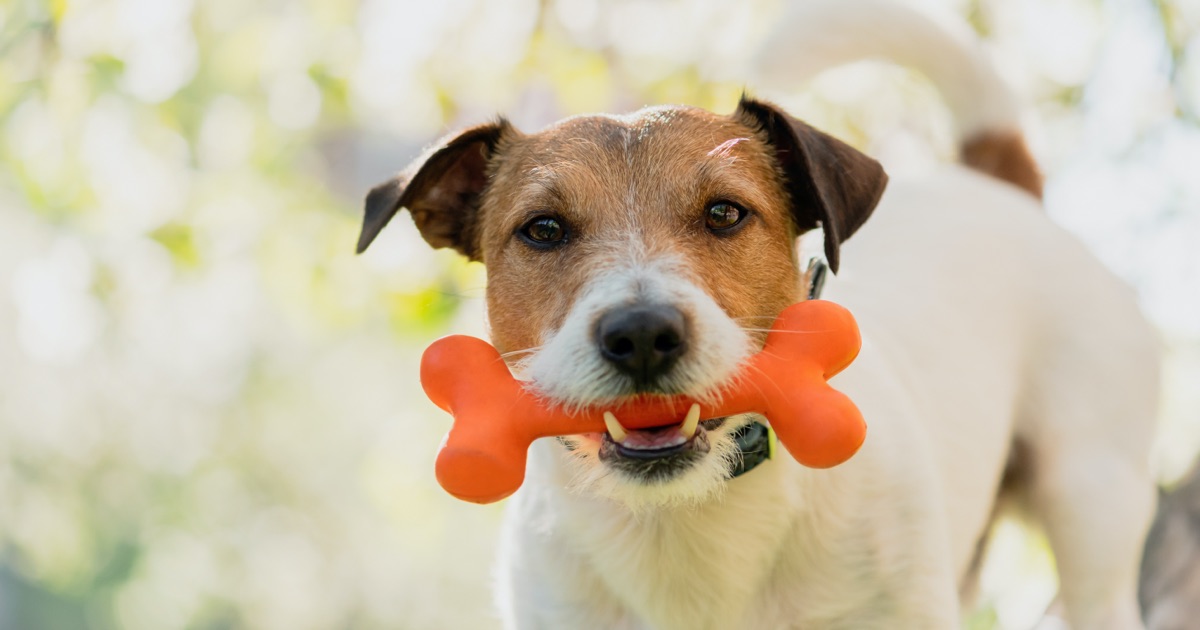 Dog Bone Safety: What You Need to Know | Zoetis Petcare