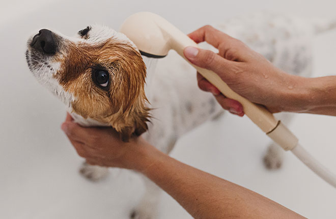 Grooming Your Dog at Home | Zoetis Petcare