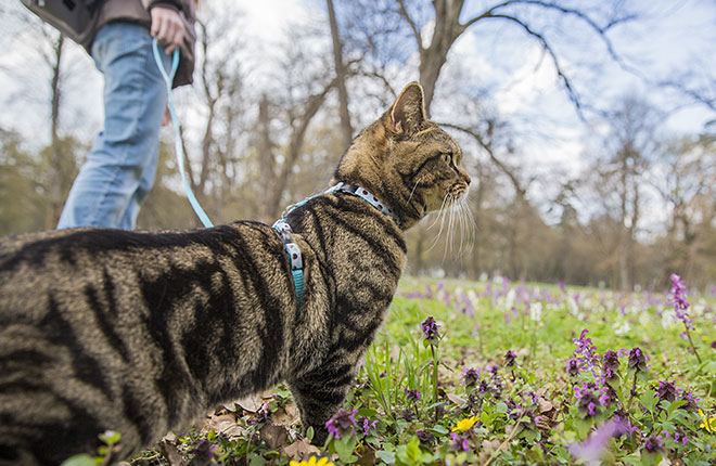 How to Walk Your Cat | Zoetis Petcare