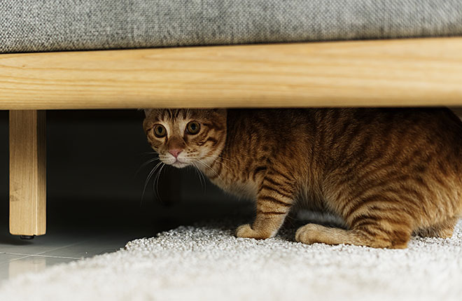 Everyday Signs of a Cat in Pain | Zoetis Petcare