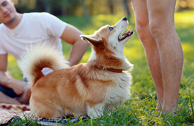 How to Stop Your Dog from Jumping on People | Zoetis Petcare