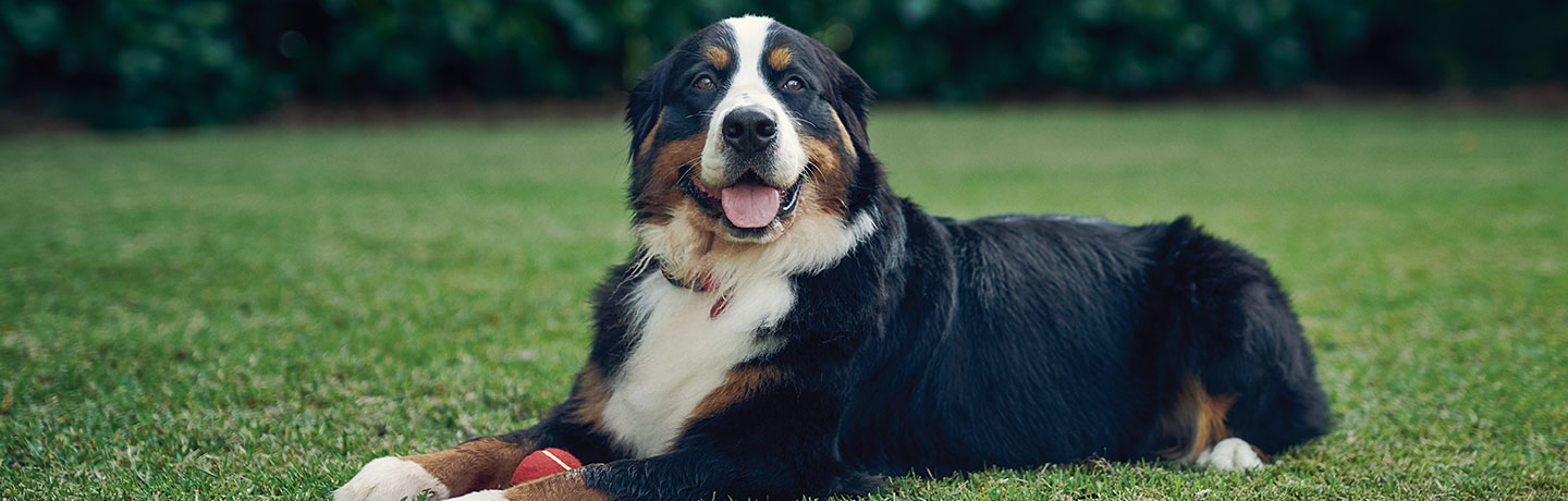 ProHeart 12 | Zoetis Petcare