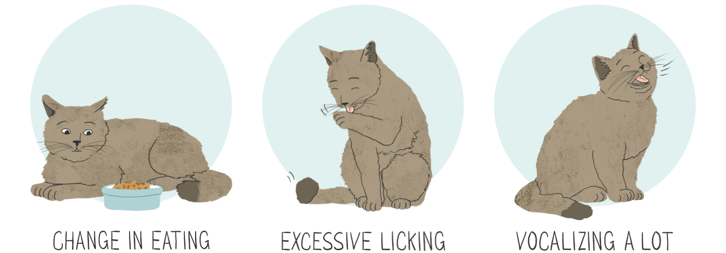 Helping Your Pet Adjust as You Return to Work | Zoetis Petcare