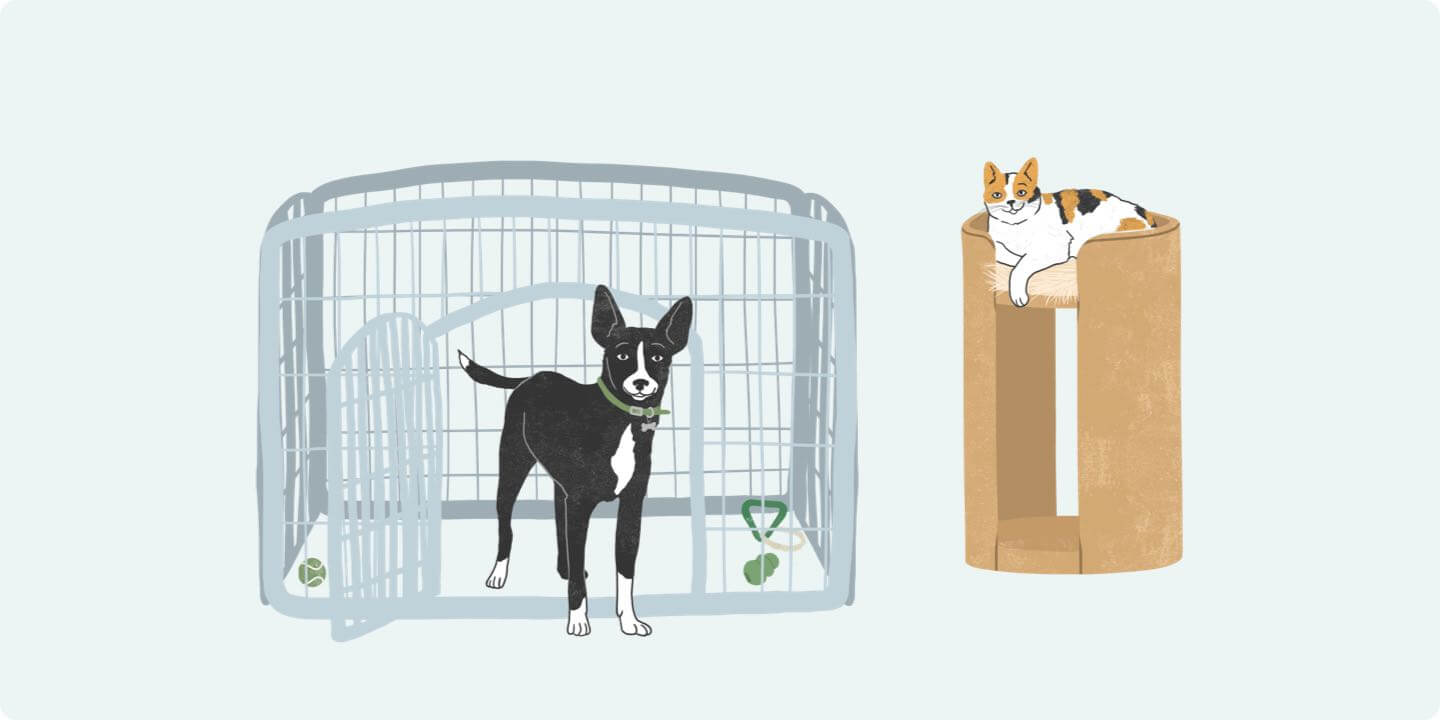 Helping Your Pet Adjust as You Return to Work | Zoetis Petcare