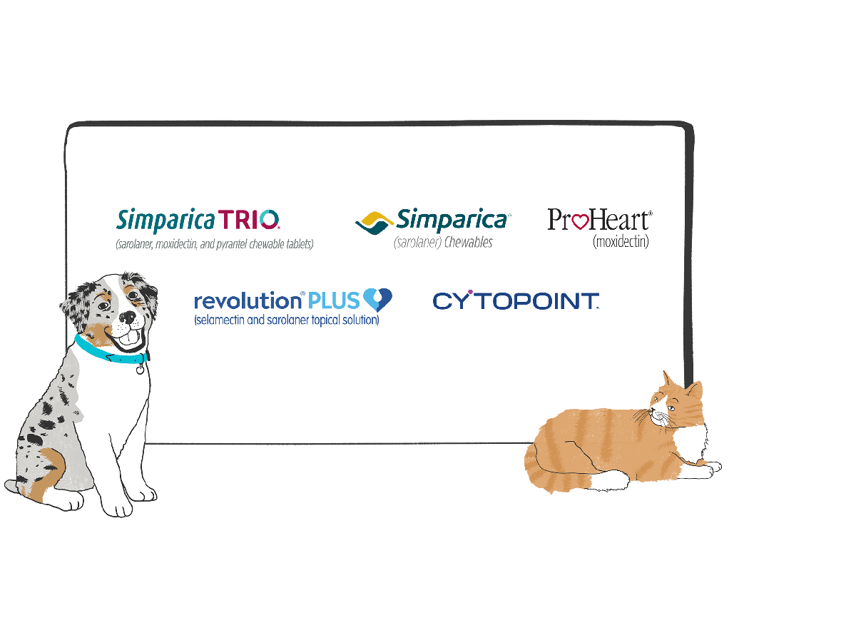 Keep Up to Date With Your Pet's Medication | Zoetis Petcare