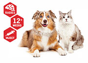 5 Facts About Rabies and Your Pet | Zoetis Petcare