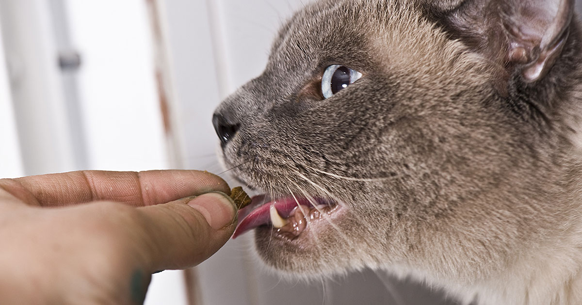 How To Get Your Dog Or Cat To Take Pills Zoetis Petcare how-to-get-your-dog-or-cat-to-take-pills-zoetis-petcare