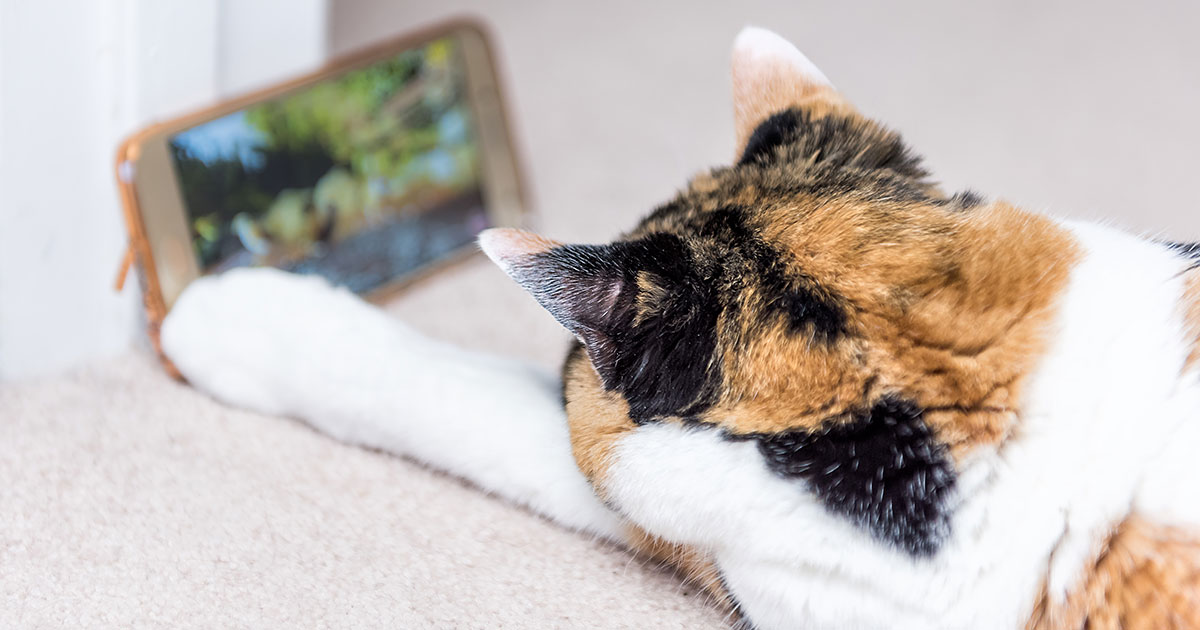 Using Technology with Your Cat | Zoetis Petcare